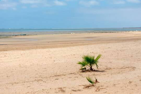 Imágenes de Cachucha: descubre bancos de fotos, ilustraciones, vectores ...