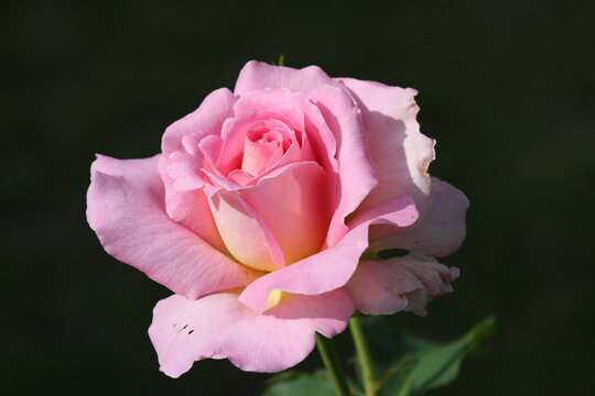 รูปภาพRoman_De_La_Rose – เลือกดูภาพถ่ายสต็อก เวกเตอร์ และวิดีโอ472 ...