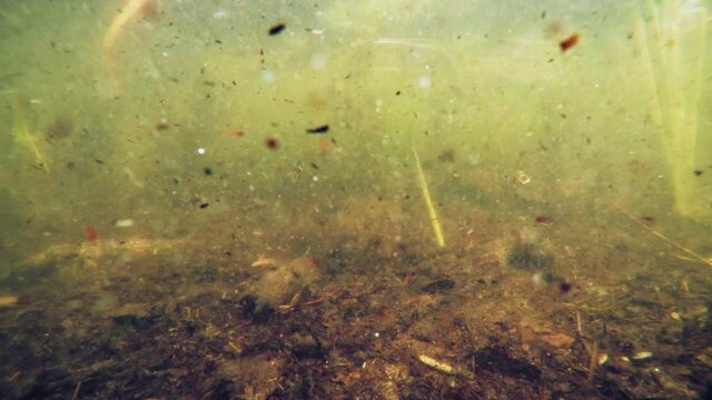 Murky Water Images – Browse 20,298 Stock Photos, Vectors, and Video ...