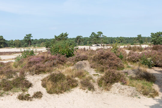 รูปภาพSoesterduinen – เลือกดูภาพถ่ายสต็อก เวกเตอร์ และวิดีโอ374 | Adobe ...