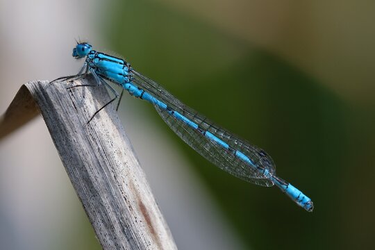 Imágenes de Libela: descubre bancos de fotos, ilustraciones, vectores y ...