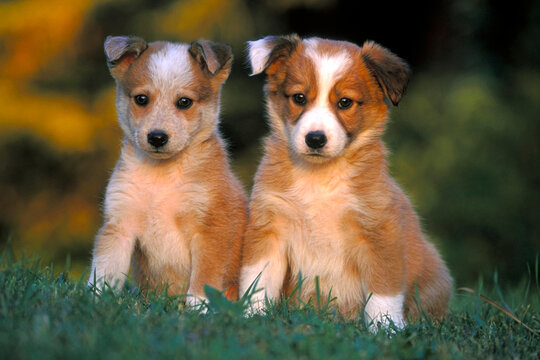 Two Puppies Together