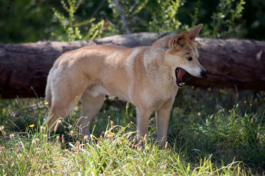 "Golden Dingo" Images – Browse 402 Stock Photos, Vectors, and Video ...