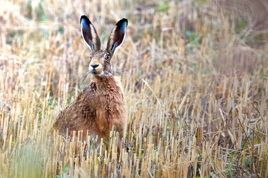 Alignment Nature Bilder – Durchsuchen 40,890 Archivfotos ...