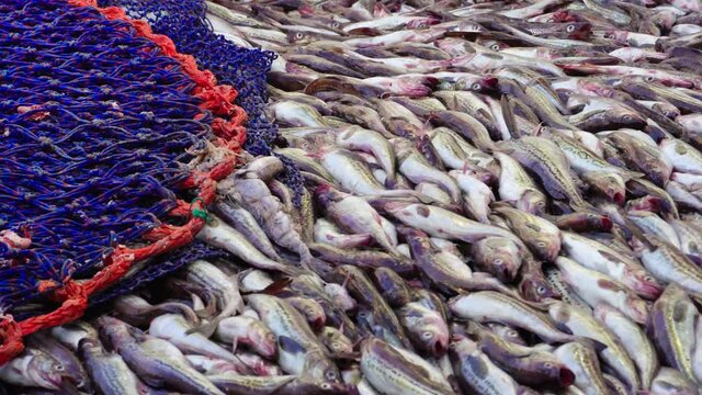 Pollock Fish Images – Browse 9,205 Stock Photos, Vectors, and Video ...