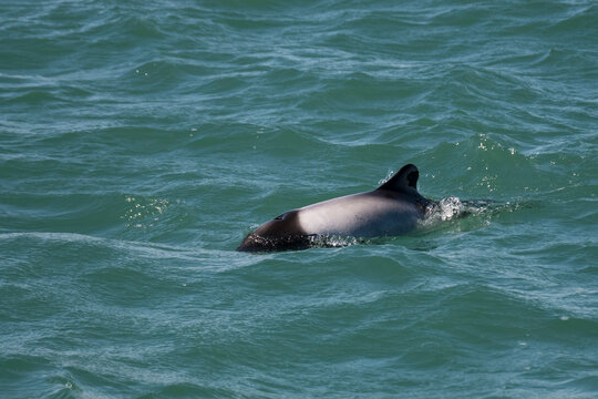 Baby Commerson Dolphin