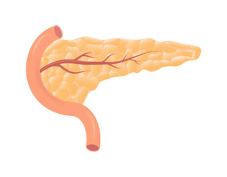 Pancreatic Duct Anatomy Variants