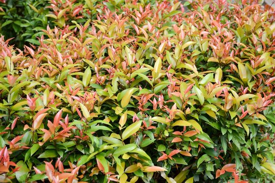 Syzygium Australe