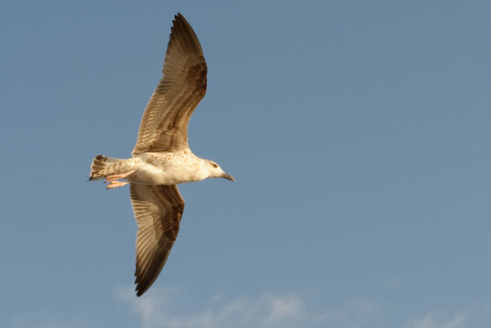 "En Vol" Imagens – Procure 3,969 fotos, vetores e vídeos | Adobe Stock
