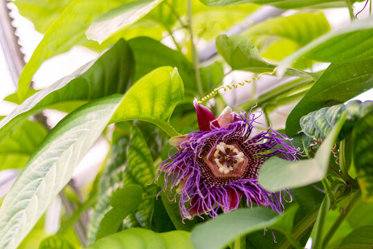 Barbadine Images – Parcourir 326 le catalogue de photos, vecteurs et ...