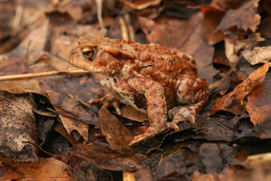 Crapeau Images – Browse 53 Stock Photos, Vectors, and Video | Adobe Stock