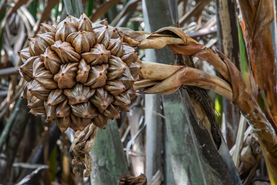 「Fruticans」の画像 - 441 件の Stock 写真、ベクターおよびビデオ | Adobe Stock