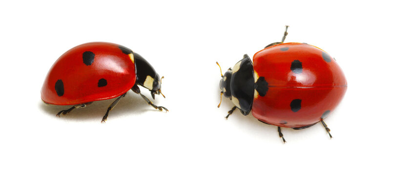 Ladybugs Bilder – Durchsuchen 202,055 Archivfotos, Vektorgrafiken und ...