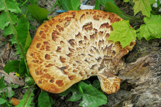 Destruenten Bilder – Durchsuchen 1,496 Archivfotos, Vektorgrafiken und ...