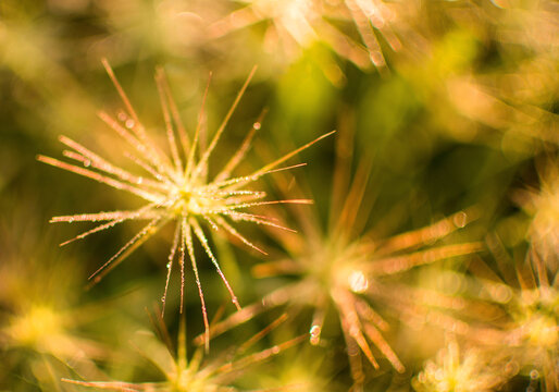 Cannabis Fireworks Images – Browse 1,357 Stock Photos, Vectors, and ...