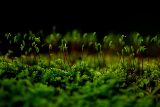 Phragmoplastophyta Images – Browse 7 Stock Photos, Vectors, and Video ...