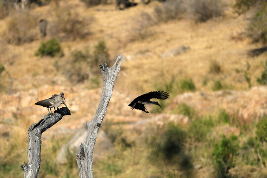 Hadida bilder – Bläddra bland 222 stockfoton, vektorer och videor ...