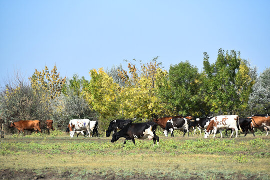 "Cow Farm" Images – Browse 2,695 Stock Photos, Vectors, and Video ...