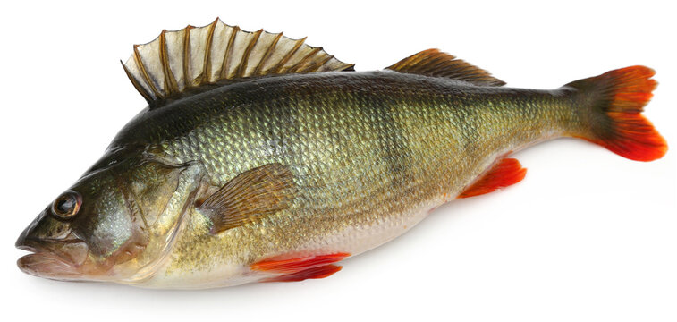"European Perch" Images – Browse 8,314 Stock Photos, Vectors, and Video ...