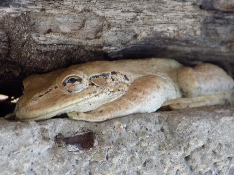 Sapo Bilder – Durchsuchen 2,290 Archivfotos, Vektorgrafiken und Videos ...