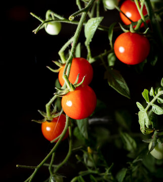 Strauchtomate Bilder – Durchsuchen 40,484 Archivfotos, Vektorgrafiken ...