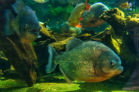 รูปภาพPirania – เลือกดูภาพถ่ายสต็อก เวกเตอร์ และวิดีโอ383 | Adobe Stock