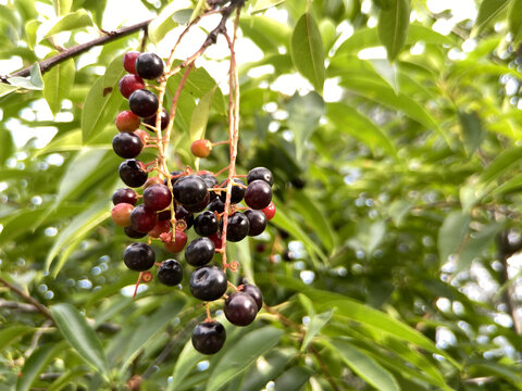 Bird-Cherry Images – Browse 4,928 Stock Photos, Vectors, and Video ...