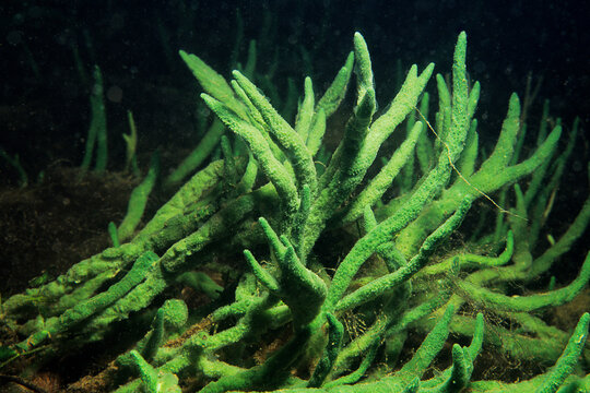 "Freshwater Sponge" Images – Browse 575,714 Stock Photos, Vectors, and ...