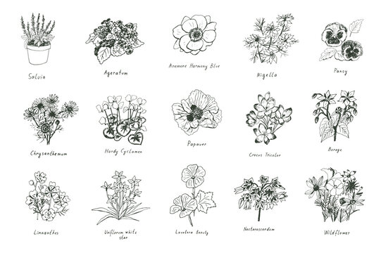 Flowers Images For Drawing With Names | Best Flower Site