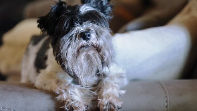 Imágenes de Parti: descubre bancos de fotos, ilustraciones, vectores y ...