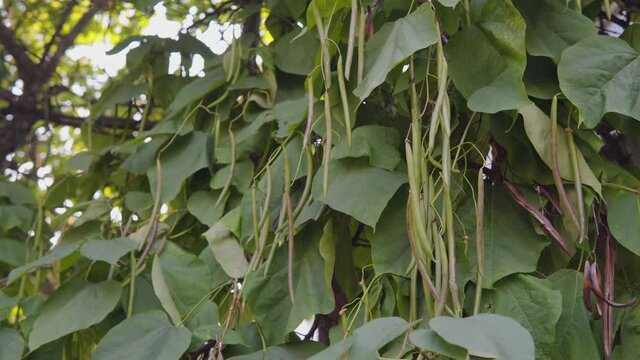 Catawba-Tree Images – Browse 98 Stock Photos, Vectors, and Video ...