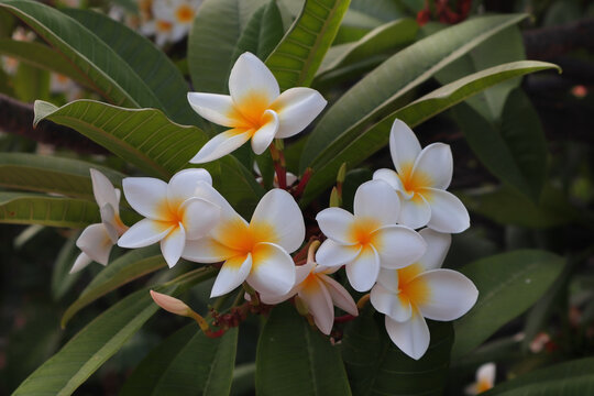 Frangipani Baum In Deutschland
