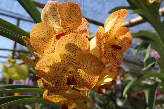 รูปภาพOrchitis – เลือกดูภาพถ่ายสต็อก เวกเตอร์ และวิดีโอ7,072 | Adobe Stock