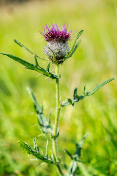 Distelarten-Bilder: Stock-Fotos & -Videos. | Adobe Stock
