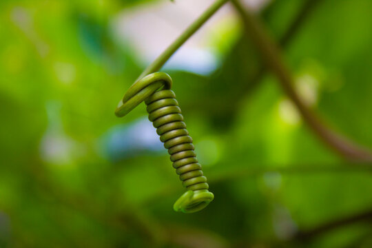 รูปภาพGavinha – เลือกดูภาพถ่ายสต็อก เวกเตอร์ และวิดีโอ17 | Adobe Stock