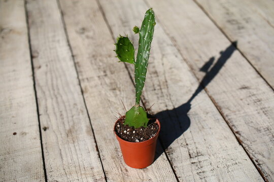 รูปภาพCuija – เลือกดูภาพถ่ายสต็อก เวกเตอร์ และวิดีโอ117 | Adobe Stock