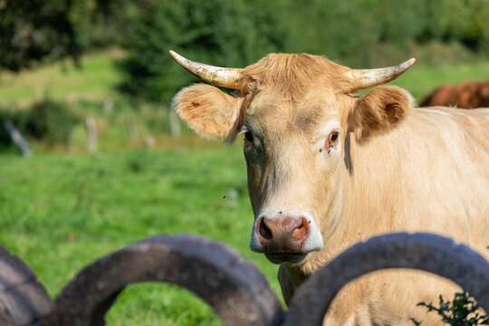 Cow Flies On The Meadow Images – Browse 3,289 Stock Photos, Vectors ...