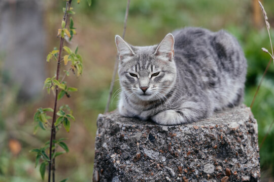 "Cat Wallpaper" Billeder – Gennemse 505 stockfotos, vektorer og videoer ...