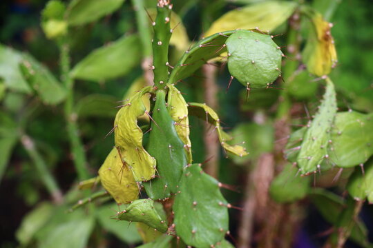 รูปภาพCuija – เลือกดูภาพถ่ายสต็อก เวกเตอร์ และวิดีโอ117 | Adobe Stock