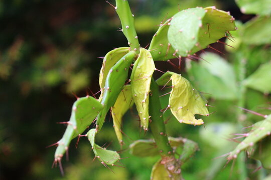 รูปภาพCuija – เลือกดูภาพถ่ายสต็อก เวกเตอร์ และวิดีโอ90 | Adobe Stock