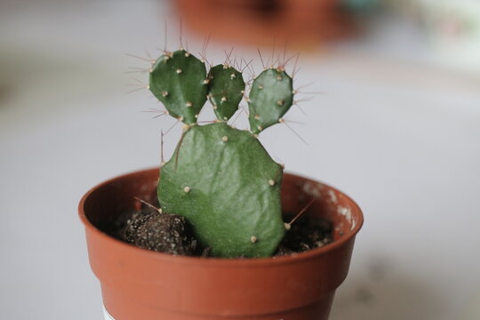 รูปภาพCuija – เลือกดูภาพถ่ายสต็อก เวกเตอร์ และวิดีโอ118 | Adobe Stock