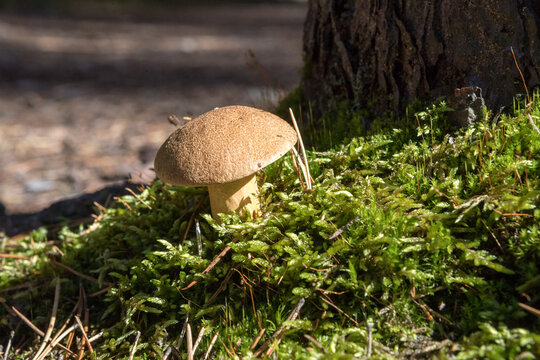 Maronenpilz Bilder – Durchsuchen 3,904 Archivfotos, Vektorgrafiken und ...