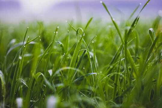 รูปภาพGreengrass – เลือกดูภาพถ่ายสต็อก เวกเตอร์ และวิดีโอ2,691 | Adobe ...