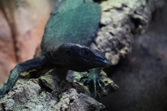 "Black Tree Monitor" Images – Browse 35 Stock Photos, Vectors, and ...