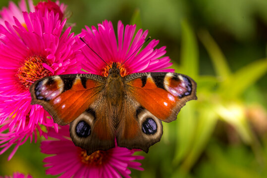 「Ocelles」の画像 - 340 件の Stock 写真、ベクターおよびビデオ | Adobe Stock