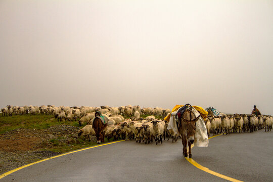 Transal Bilder – Durchsuchen 333 Archivfotos, Vektorgrafiken und Videos ...
