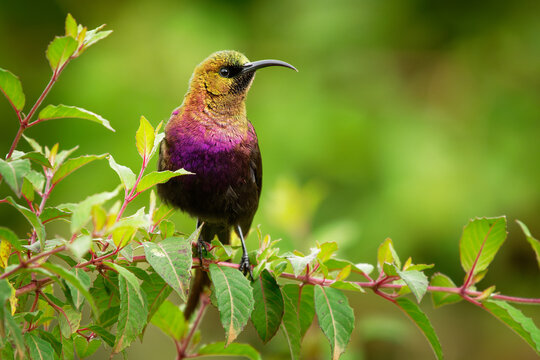 รูปภาพNectarinia – เลือกดูภาพถ่ายสต็อก เวกเตอร์ และวิดีโอ812 | Adobe Stock