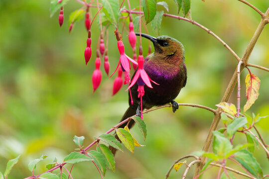 รูปภาพNectarinia – เลือกดูภาพถ่ายสต็อก เวกเตอร์ และวิดีโอ812 | Adobe Stock