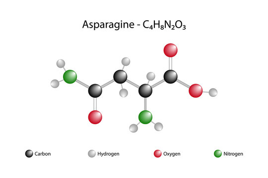 Asparagin Bilder – Durchsuchen 1,465 Archivfotos, Vektorgrafiken und ...