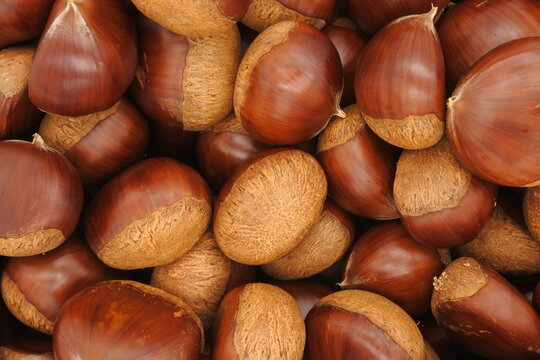 Maron 画像 - 参照 1,323 Stock 写真、ベクターおよびビデオ | Adobe Stock